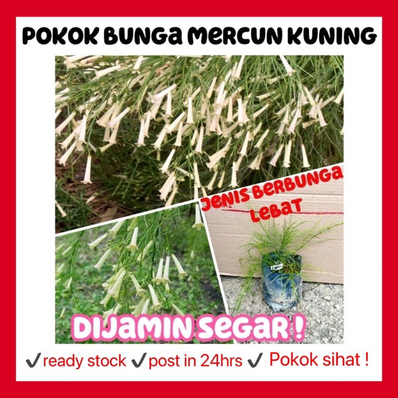 Rina • pokok bunga mercun kuning • air mancur russelia equisetiformis ...