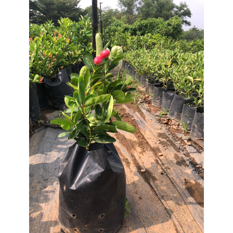 24 HR SHIPOUT Garden Living Anak Pokok Asam Renda Cepat Berbuah ...