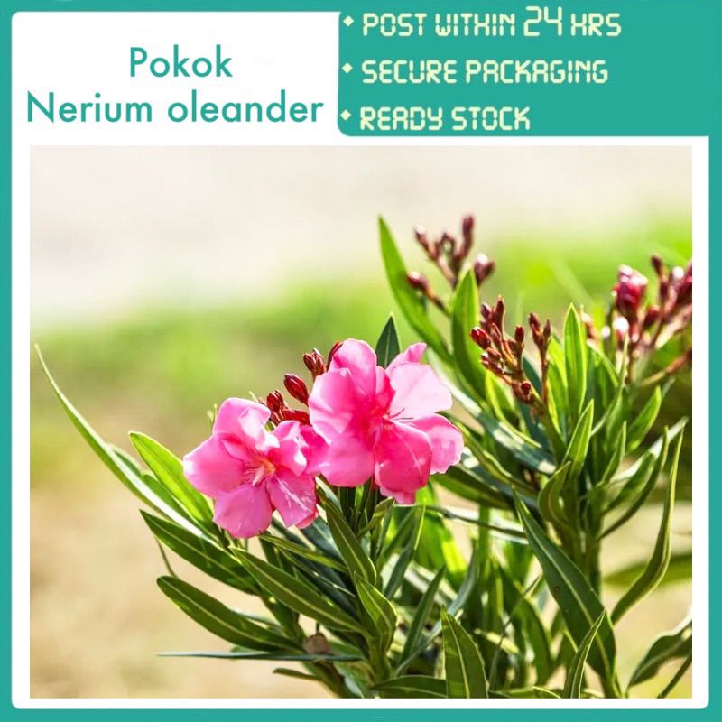 PBN - pokok Nerium oleander flower pokok bunga nursery outdoor real ...