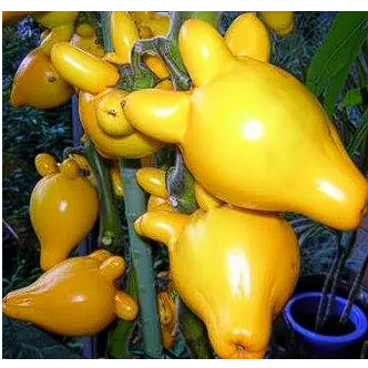 Seeds Biji Benih Terung susu kambing | Shopee Malaysia