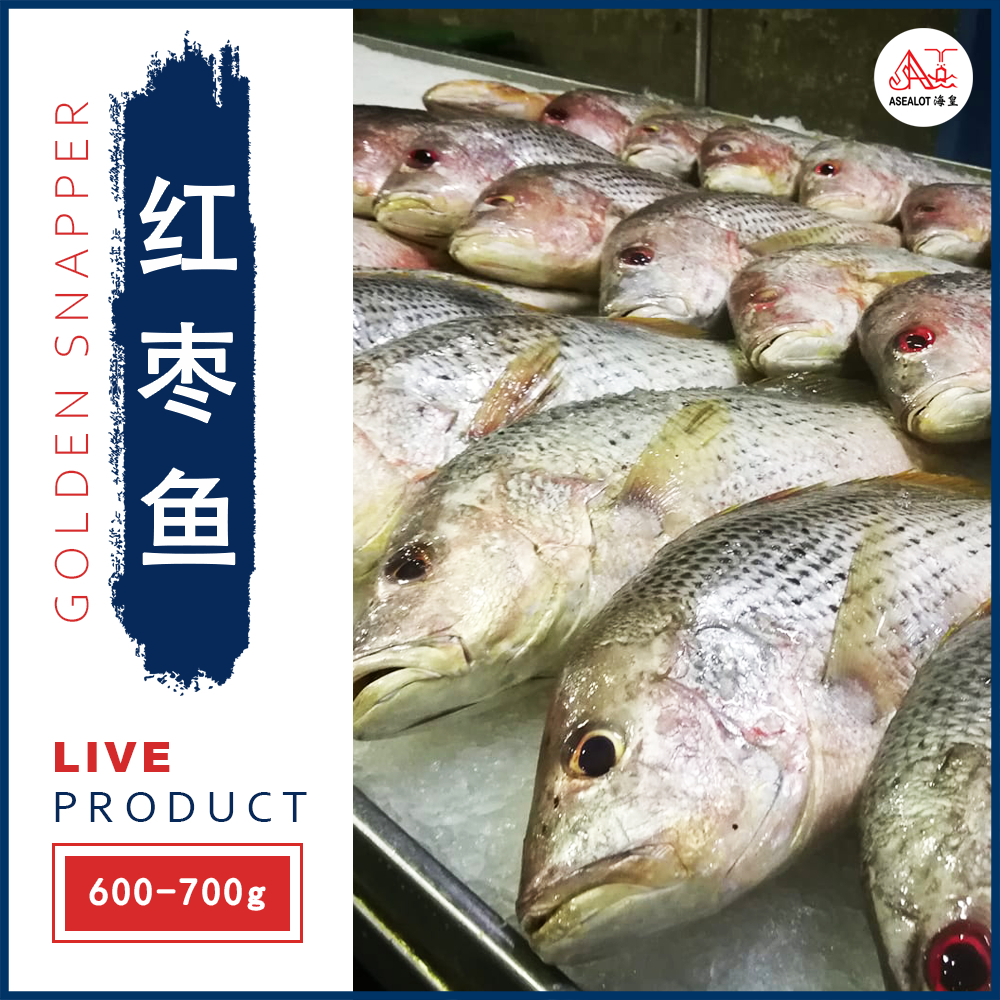 Golden Snapper | Ikan Jenahak | 红枣鱼 | Shopee Malaysia