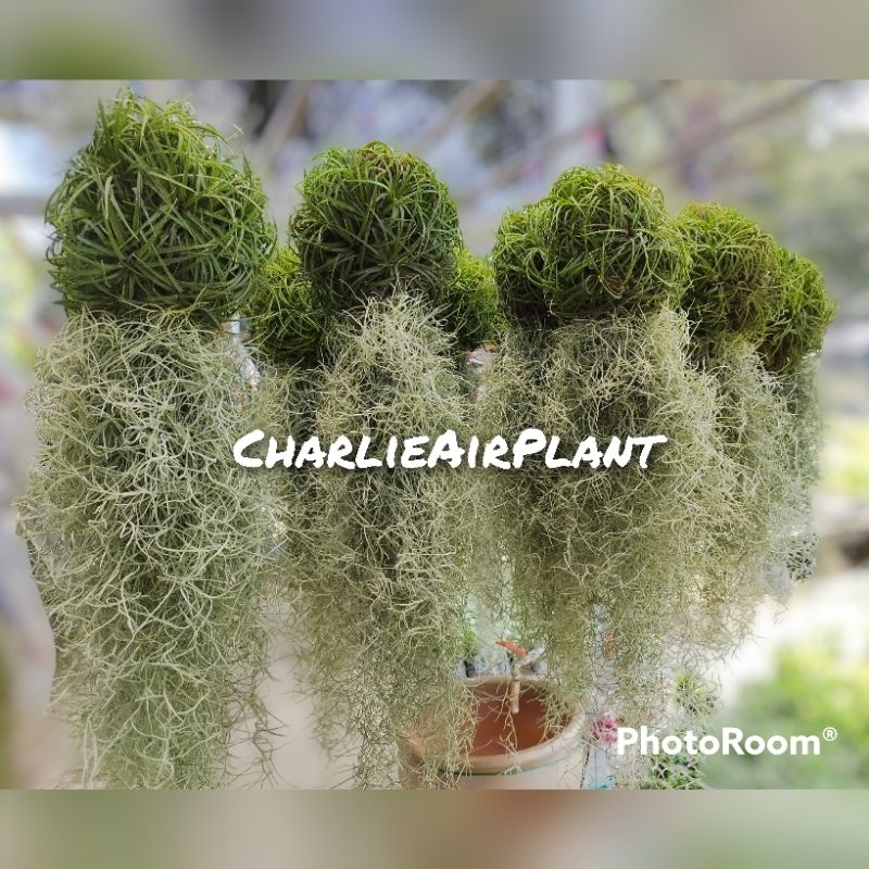IONANTHA CLUMP + SPANISH MOSS JANGGUT ADAM BESAR Hanging Plant | Shopee ...