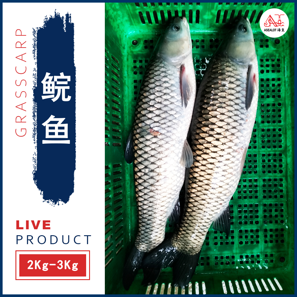 LIve Grasscarp | 鲩鱼 | Ikan Kap Rumput | Shopee Malaysia