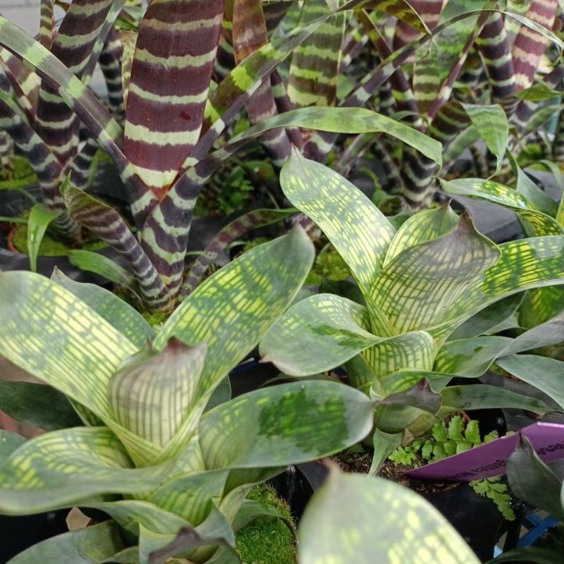 Bromeliad Vriesea Chestnut /Gigantea Nova / Espada ( RED @ GREEN) RARE ...