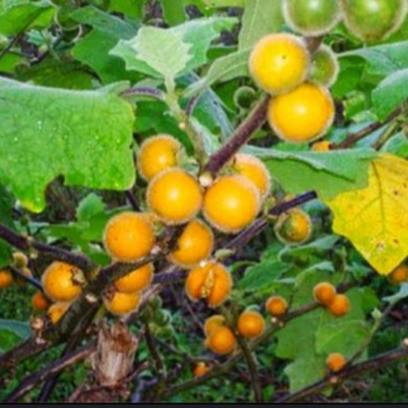 biji benih terung asam. RM2 sepeket 16 biji benih. | Shopee Malaysia