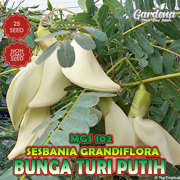 25 -50 BIJI BENIH BUNGA TURI - PUTIH DAN KUNING | Shopee Malaysia