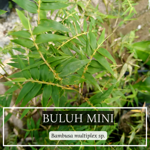 BULUH HIASAN | DWARF BAMBOO PLANT | LIVE PLANT | Shopee Malaysia