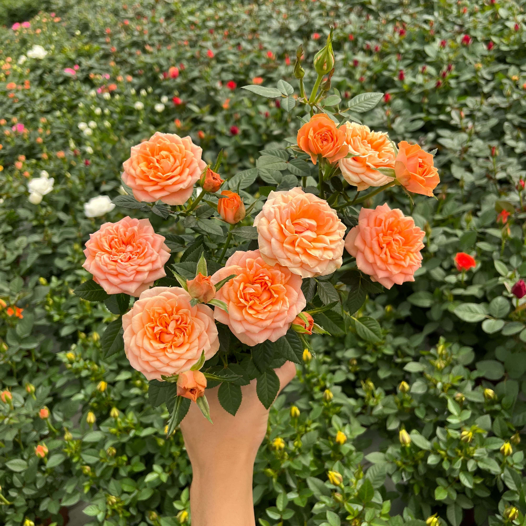 【UnclePot】Cameron Rose Pot Forever 玫瑰 (Live plants)(Denmark Branded ...