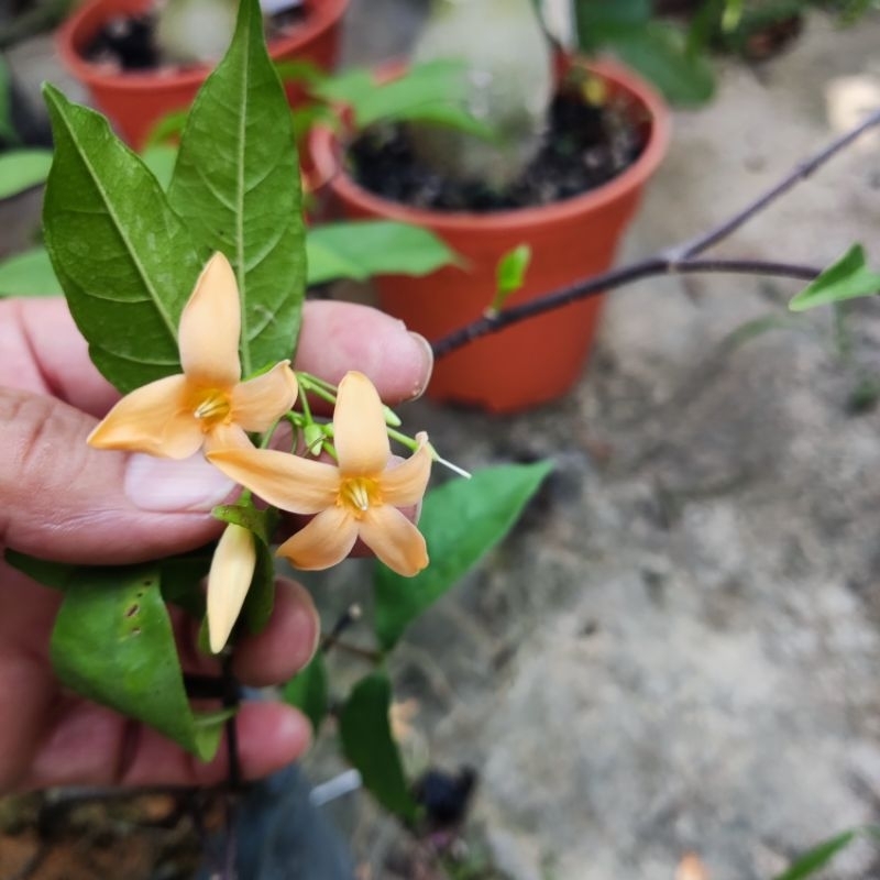 pokok jeliti bunga peach wrightia sp MokNuan water Jasmine pokok hidup ...