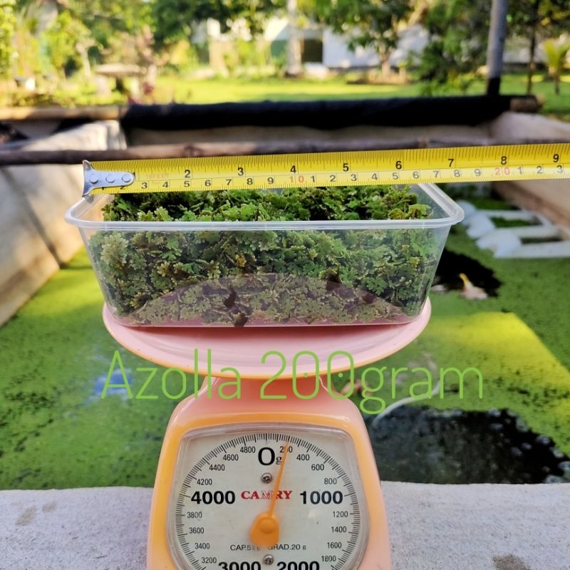 Azolla Microphylla Tumbuhan Air Makanan Ikan Tinggi Protein (Azola ...