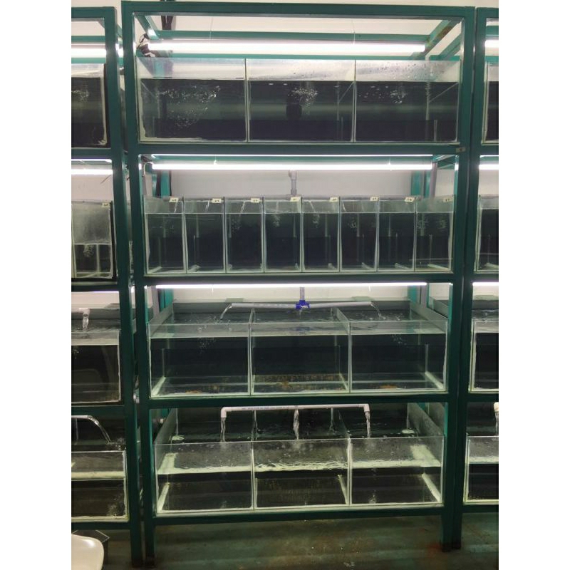fishing racks with the tank for the aquarium | Shopee Malaysia