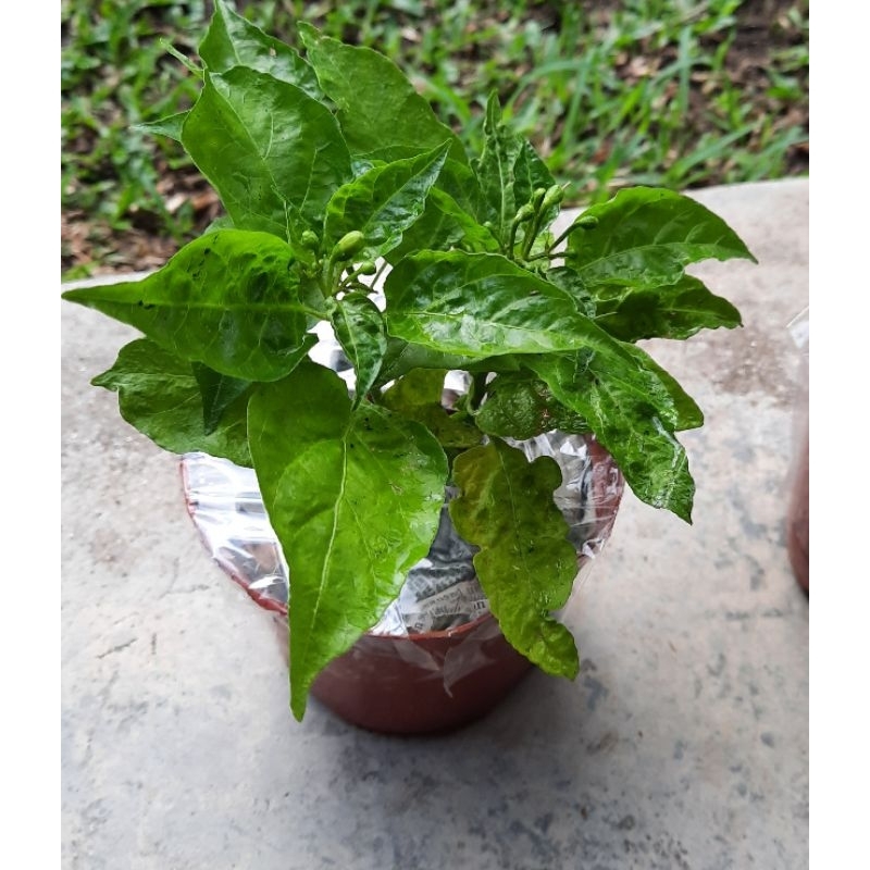 Anak pokok cili padi, pokok cabai dah sedia berbunga 🌿🌱☘ Chili baby ...