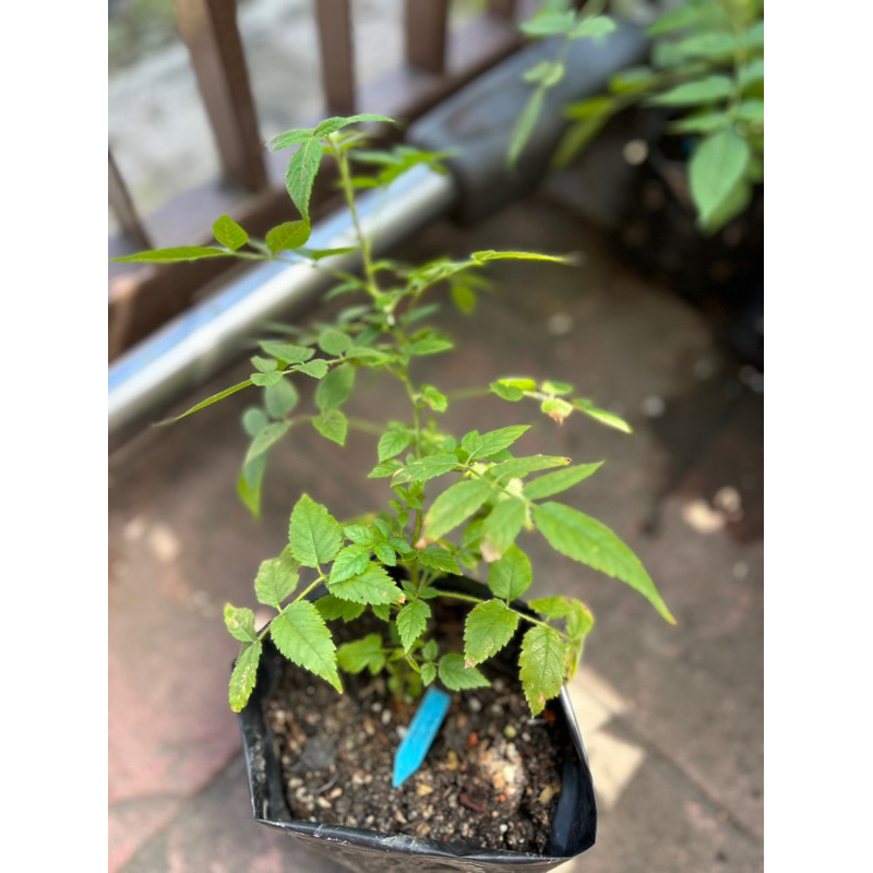 Native Raspberry rubus sumatranus | Shopee Malaysia