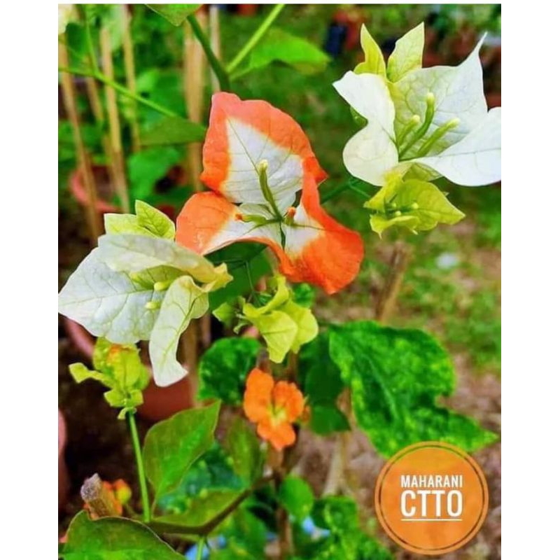 bunga kertas id maharani (anak pokok stabil dan keratan) | Shopee Malaysia