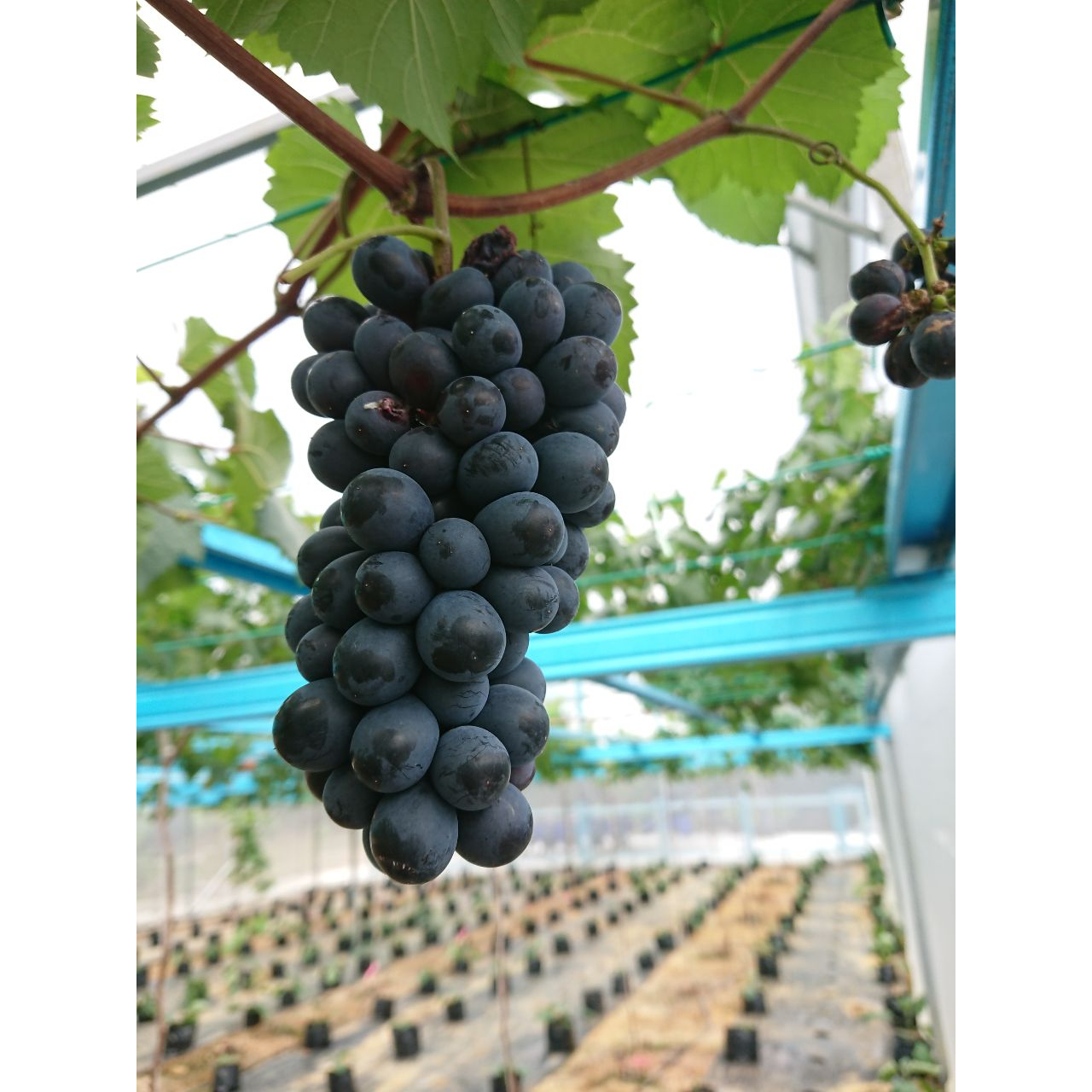 ANAK POKOK ANGGUR [FAITH] | Shopee Malaysia