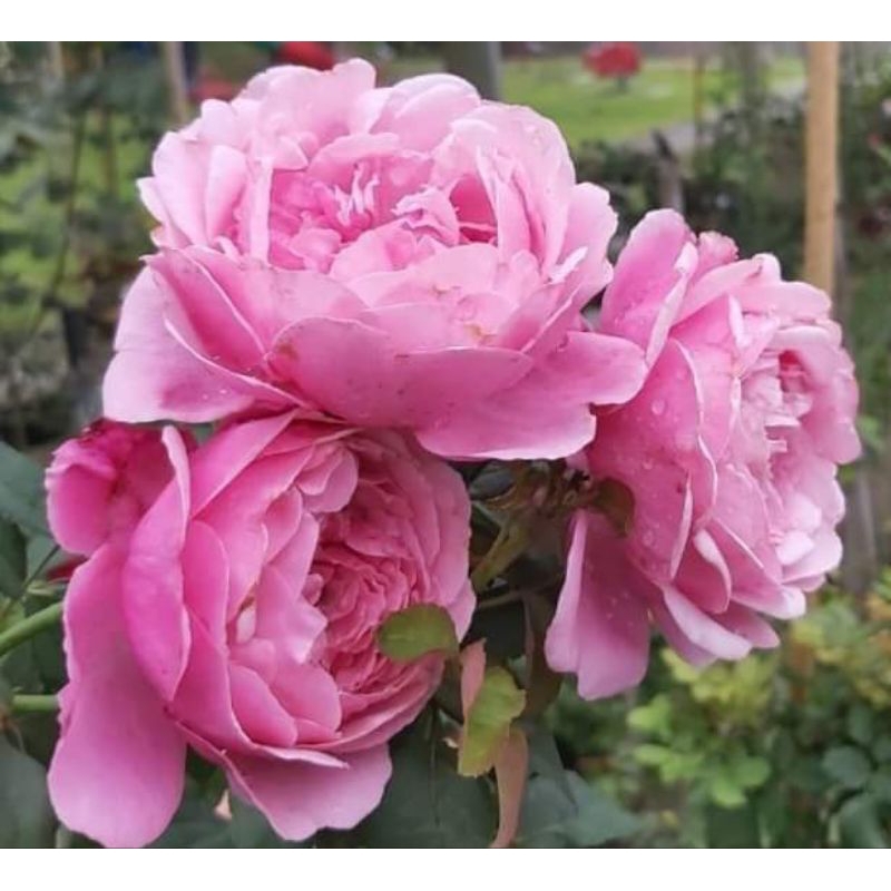 KKB Soeur Emmanuelle Rose, SE Rose | Shopee Malaysia