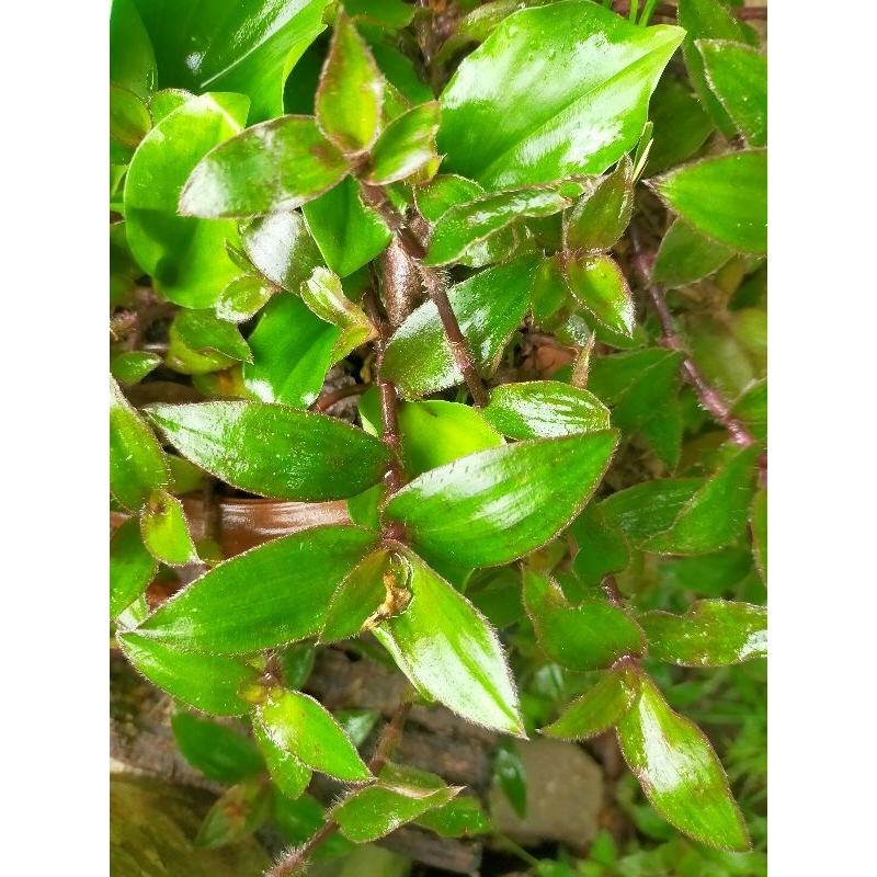 Pokok telinga kera hidup. | Shopee Malaysia