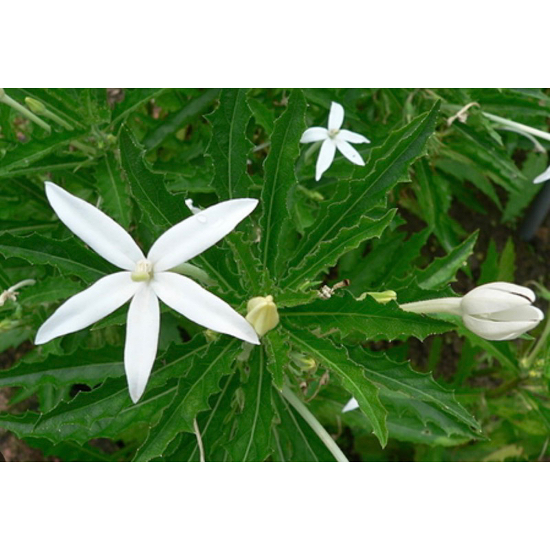 Anan Pokok Katalod / Pokok Bunga Putih Kitolod / Hippobroma Longiflora ...