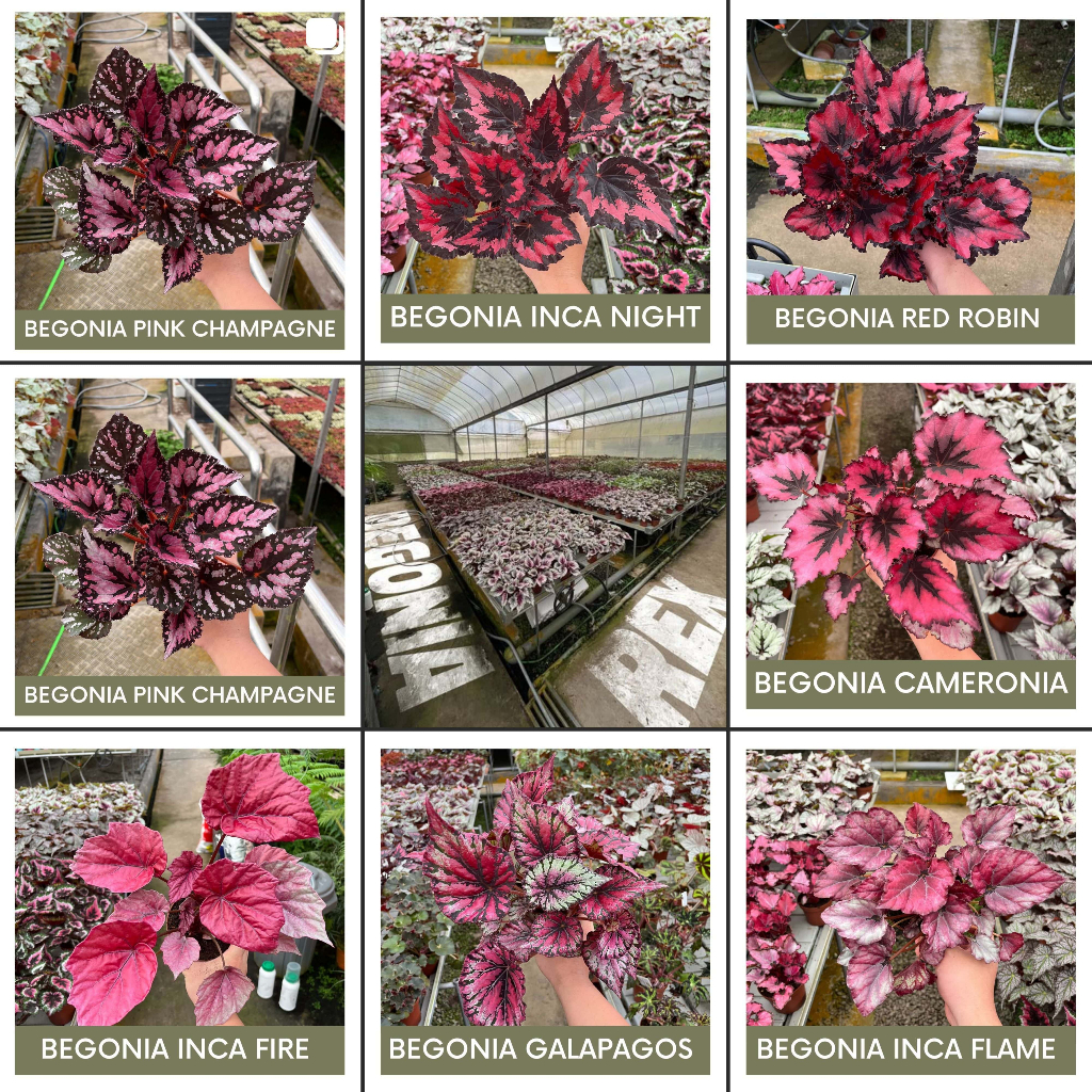 【UnclePot】Begonia Rex Pot set 4 秋海棠 (2seed1pot) (Live plants)(indoor ...
