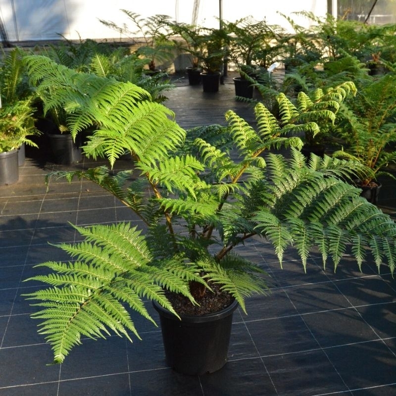Tree Fern,Cyathea,paku pakis hiasan | Shopee Malaysia