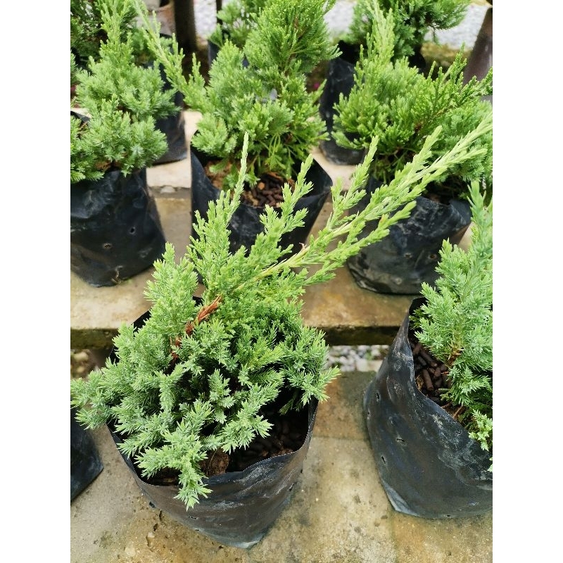 Happy Garden - Bonsai Taiwan Juniper / 盆栽 台湾真柏 | Shopee Malaysia
