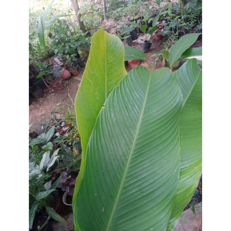 OFFER☑️☑️ UMBI POKOK LEREK/NGIRIK/LIRIK(DAUN BUAT LEMANG/KELUPIS ...