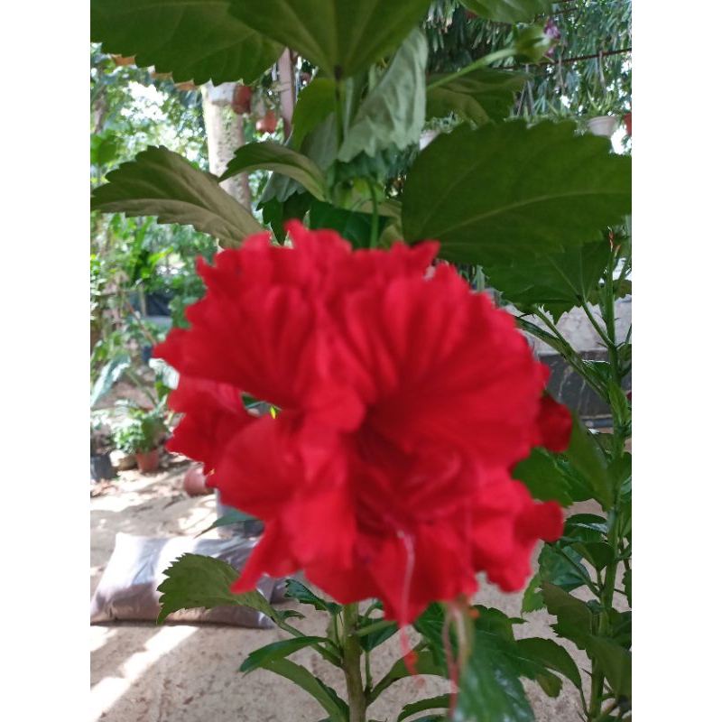 Bunga Raya warna Merah Double layer hawai | Shopee Malaysia
