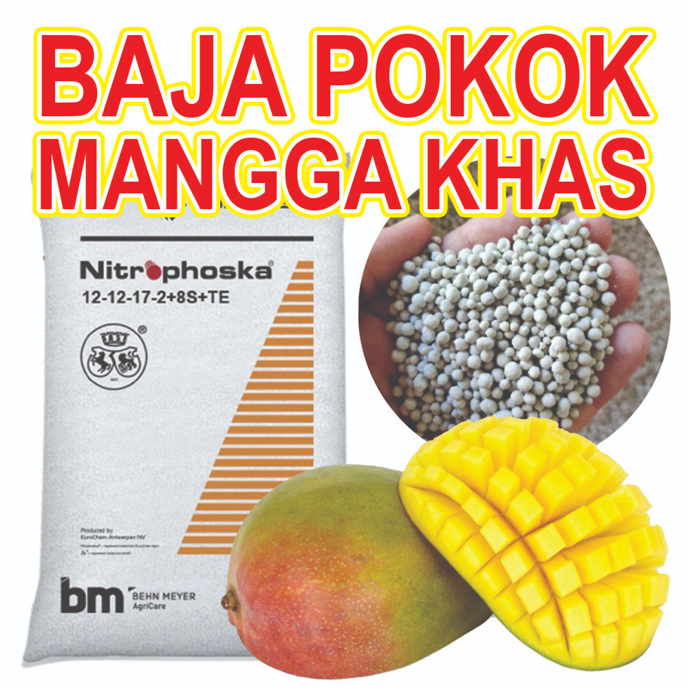 Baja Pokok Mangga Mempelam Kuini Untuk Berbunga Lebat Berbuah Lebat ...