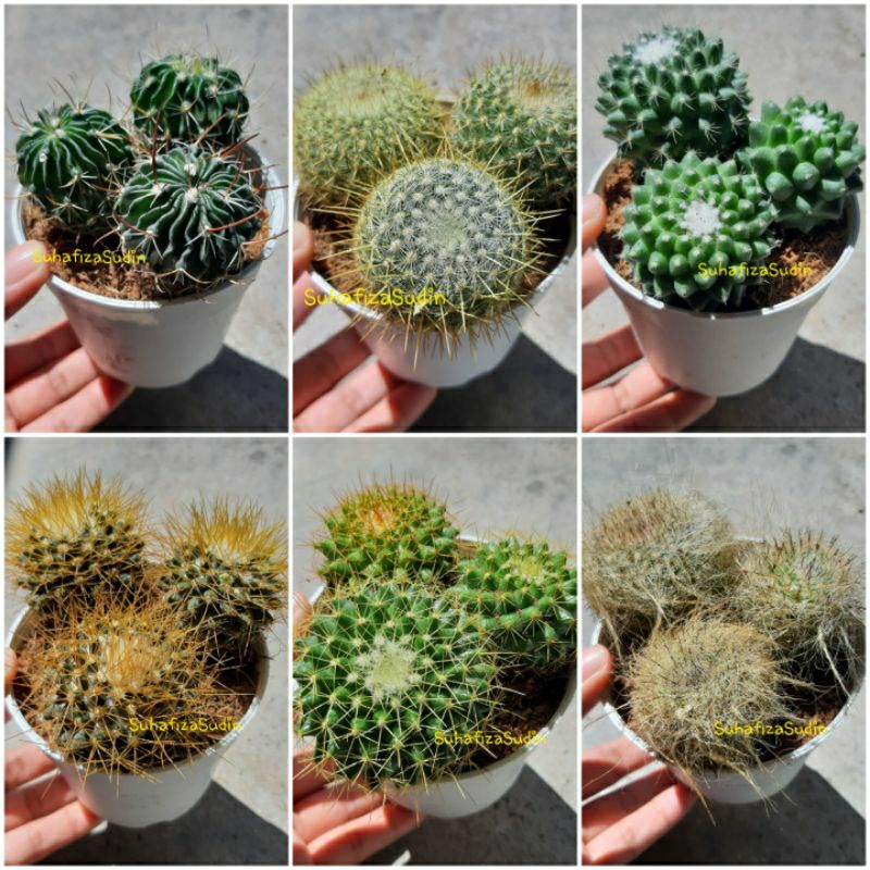 Cactus (Saiz pot 8.5cm) | Shopee Malaysia