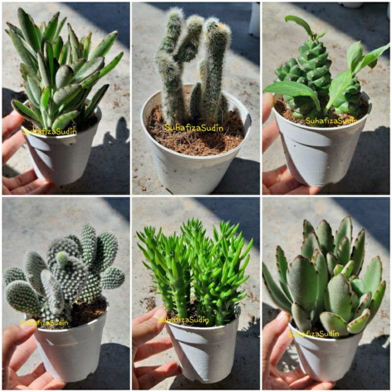 Cactus (Pot Saiz 8.5cm) | Shopee Malaysia