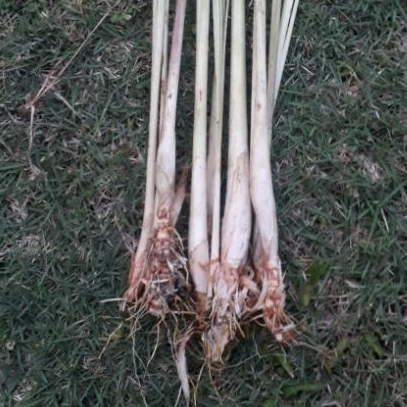 Anak benih serai 10 batang serai berakar rm 3.00 untuk 10 sebatang ...