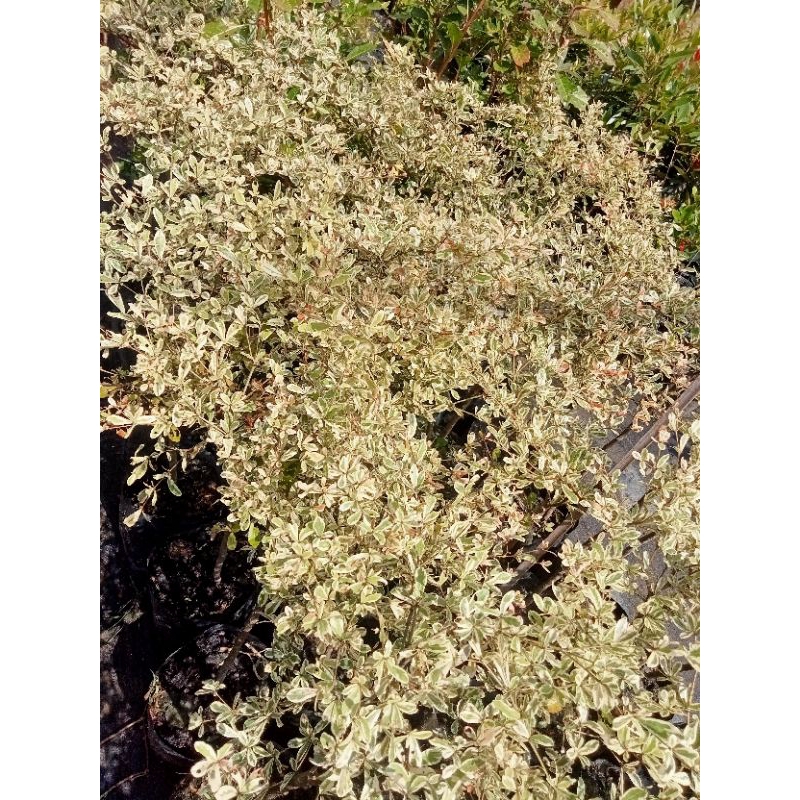 Pokok Bucida Batik / Pokok Doa Thai | Shopee Malaysia