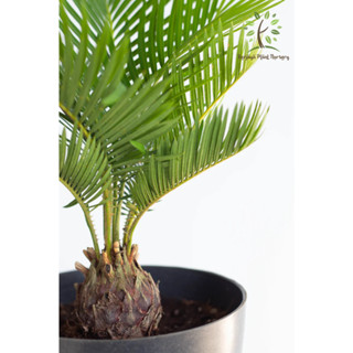 Berjaya Plant Nursery - Sago Palm/Cycas Revoluta(Pokok Bunga Hidup ...