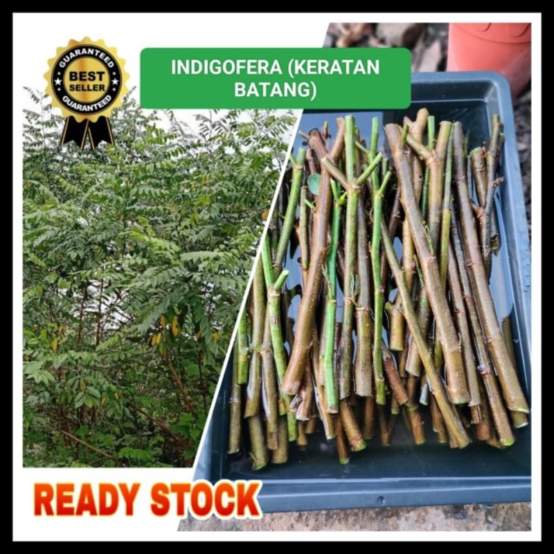 (10 BTG) POKOK INDIGOGERA/ NAPIER DLL | Shopee Malaysia