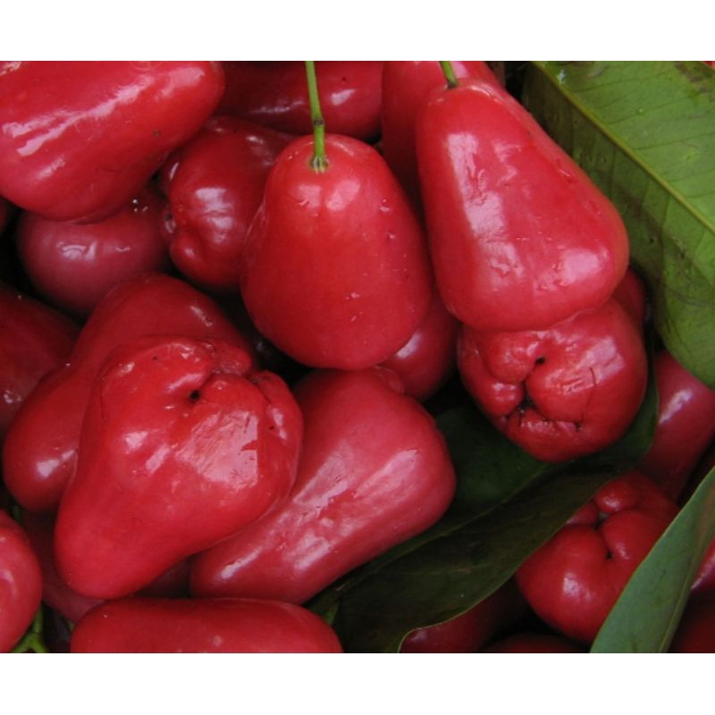 Jambu Madu juice, sedap, masak ranum | Shopee Malaysia