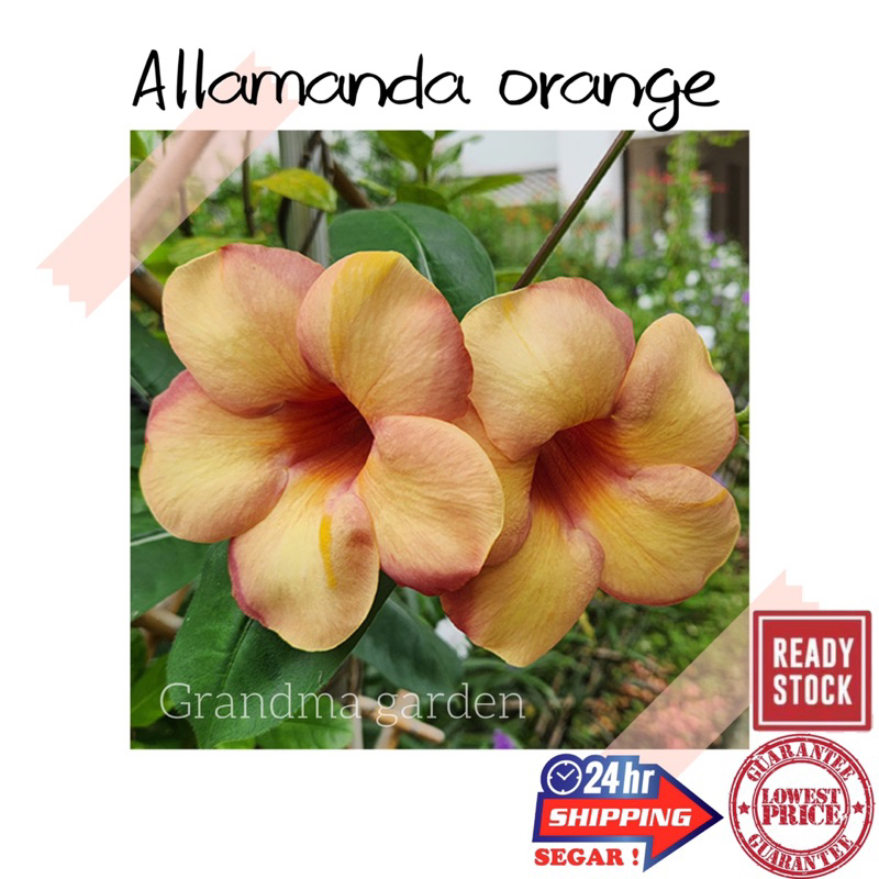 (GG real plant) allamanda orange ^ pokok bunga hidup hiasan rumah luar ...