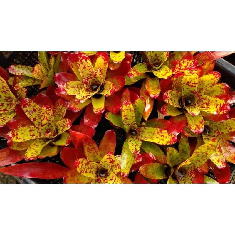 Neoregelia winnie the pooh miniature bromeliad berangkai | Shopee Malaysia