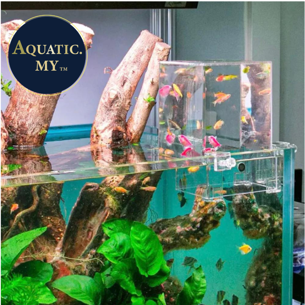 Negative Pressure Fish Tank Fish Elevator/ 鱼缸负压缸 / Tangki Ikan Tekanan ...