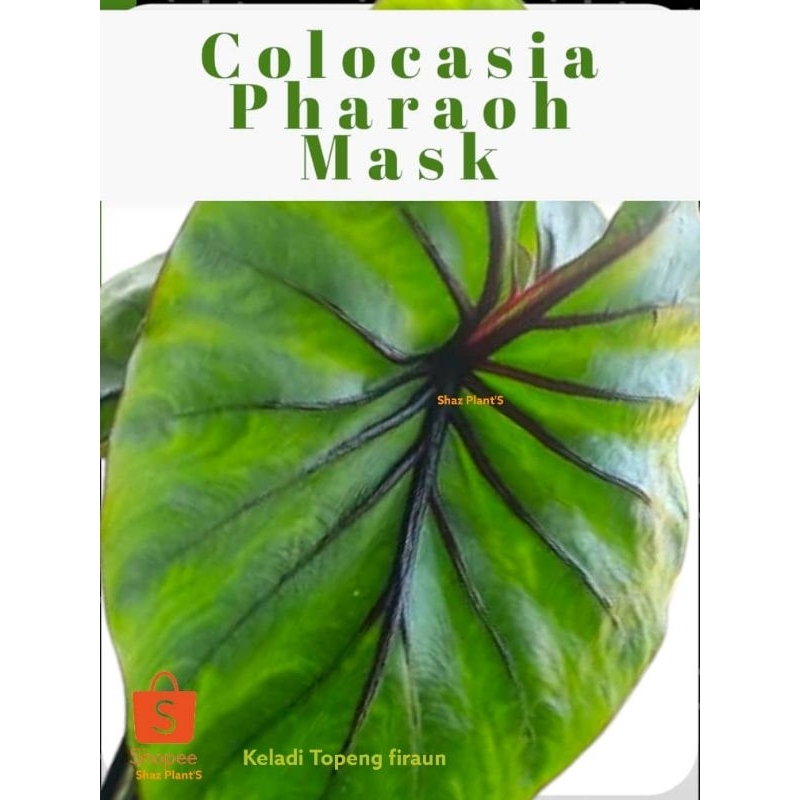 Colocasia pharoah mask ( keladi Topeng firaun) | Shopee Malaysia