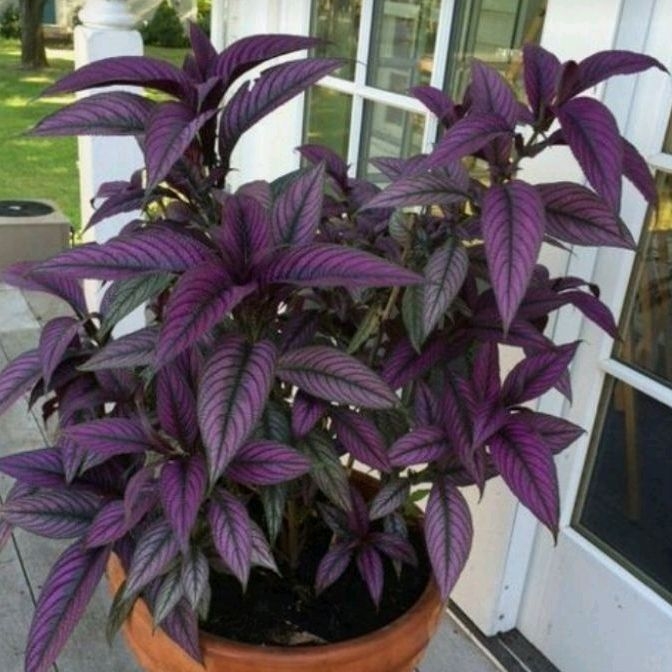 Persian Shield (Strobilanthes dyerianus) | Shopee Malaysia