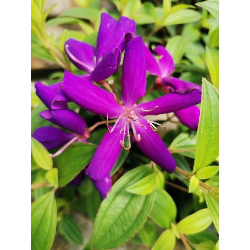 Happy Garden - Pokok Bunga Senduduk *Hybrid/野牡丹花*杂交种 | Shopee Malaysia
