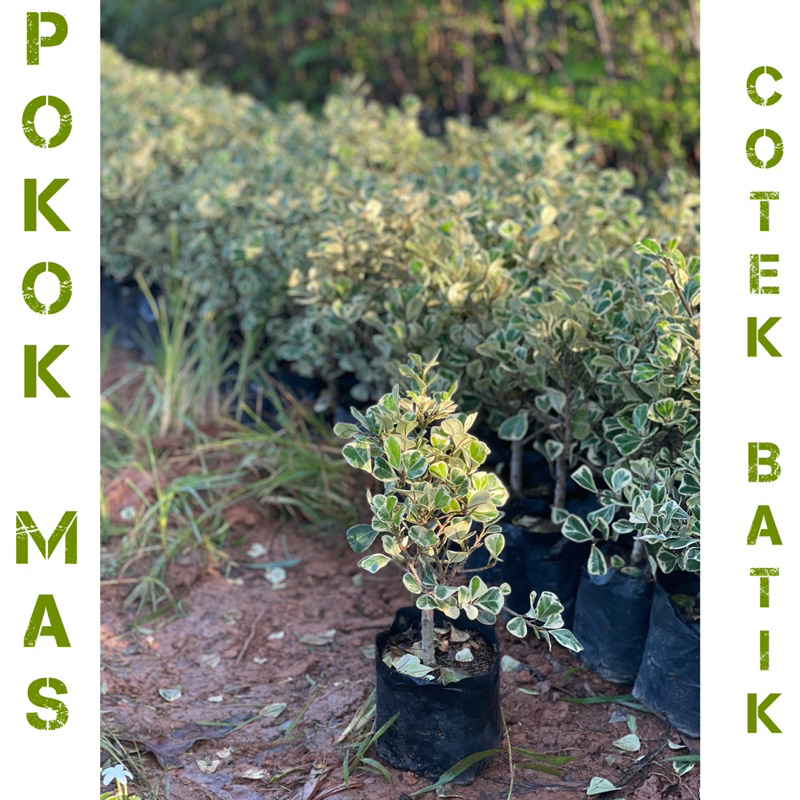 Pokok Mas cotek batik / Variegated Ficus / real live plant / mas cotek ...