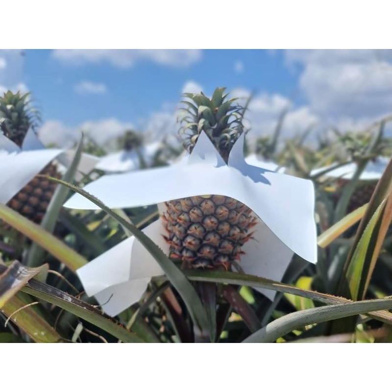 Pineapple Cap / Topi Nanas MD2 Extra Large / XL Pineapple Protector ...