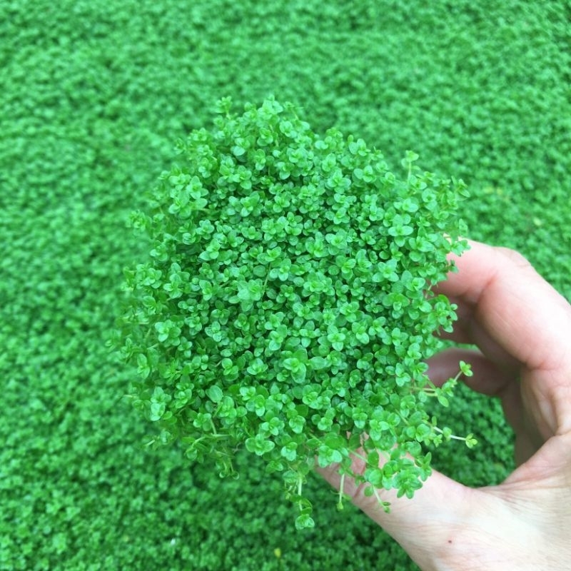 Micranthemum "Monte Carlo", Hemianthus callitrichoides "HC Cuba" and ...