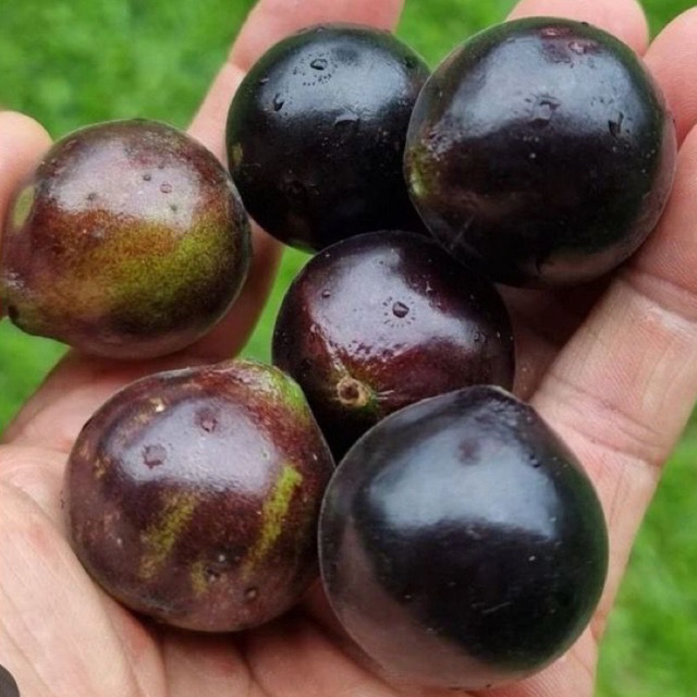 pokok ANGGUR BRAZIL free PASU 10 liter pokok cepat berbuah | Shopee ...