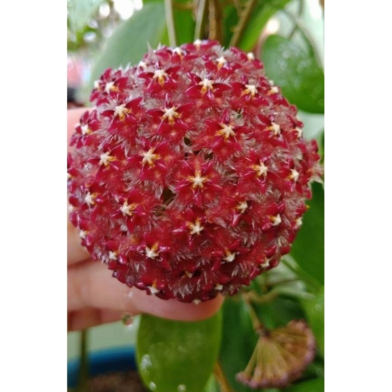 Hoya 'Mindorensis Red'/Hoya 'Elmeri' #Matured# Plants | Shopee Malaysia