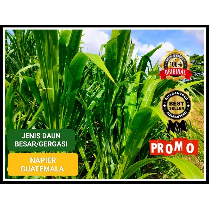 BENIH RUMPUT NAPIER GUATEMALA 1KG | Shopee Malaysia