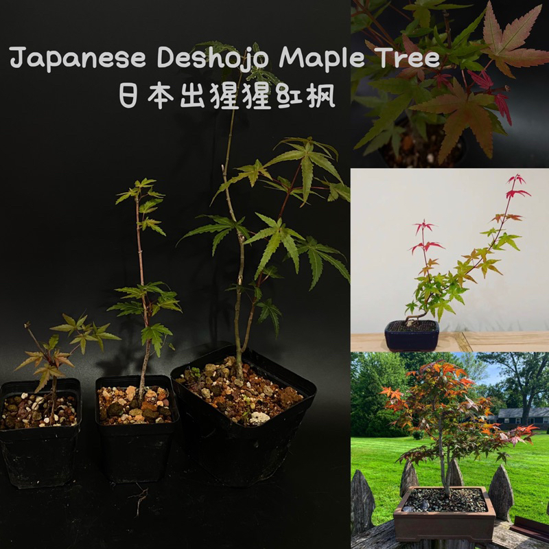 Japanese Deshojo Maple Tree 日本出猩猩红枫 Pokok Maple Red Maple Leaf 枫叶 ...