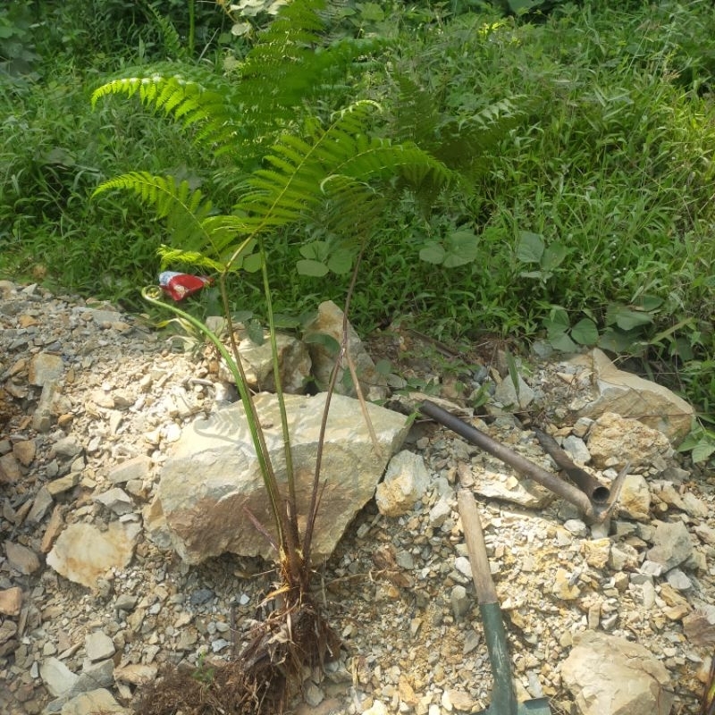 Three Fern/ (PAKU GAJAH) TeRlaJak MurAhhhH | Shopee Malaysia