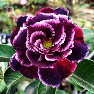 blue phoenix 蓝凤凰973 adenium | Shopee Malaysia